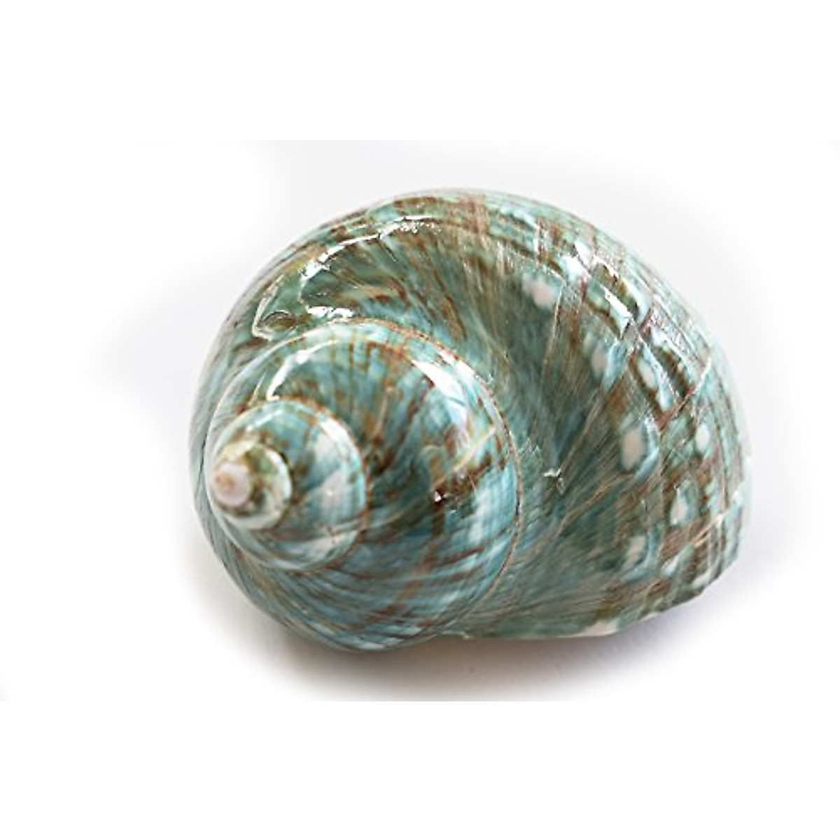 X-Large Polished Jade Turbo (3 1/2"- 4") 1 3/4" Opening Beach Crafts Nautical Decor Large Hermit Crabs - Florida Shells and Gifts