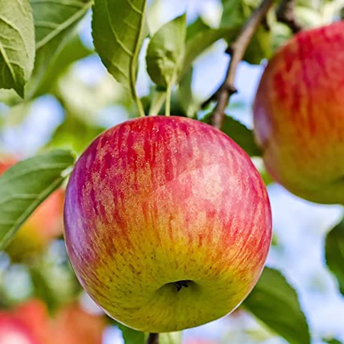 YEGAOL Garden 20Pcs Fuji Apple Seeds Fragrant Showy Fruit & Berries Attract Birds Butterflies & Hummingbirds Fruit Seeds Cottage Garden Plant