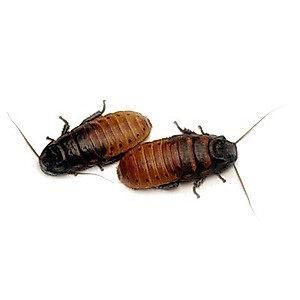 Madagascar Hissing Cockroach One Adult Breeding Pair of (Gromphadorhina portentosa) by Honeybees100