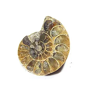 XUETZALCOATL Brihat Sudarshan Shaligram 1.5cm - 2.5cm from Kali Gandaki 1 pcs