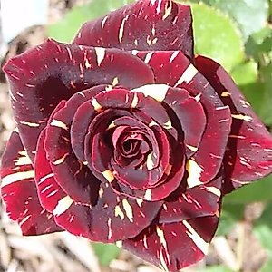 QAUZUY GARDEN 100 Rare Abracadabra Rose Rosa Seeds | Non-GMO Heirloom Perennial Flower Seed Striking Bush Vine Climber Fragrant Flower & Attract Pollinators