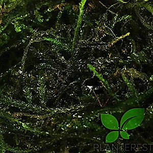 Planterest - Java Moss | Vesicularia Dubyana Freshwater Live Aquarium Plant BUY2GET1FREE
