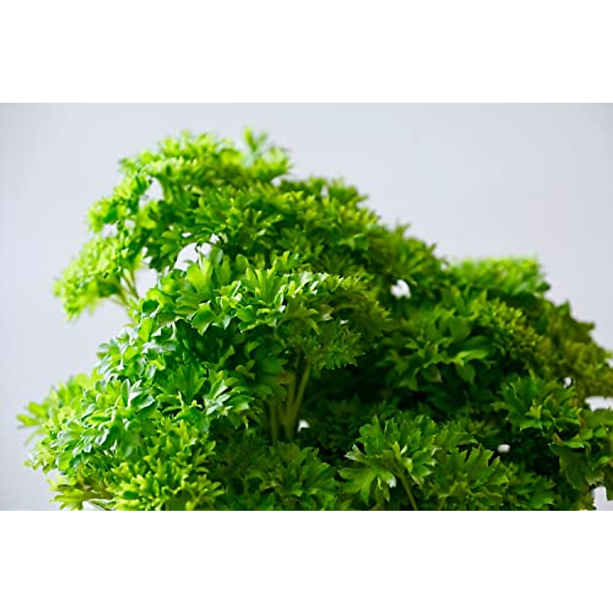 Sow Right Seeds - Curly Leaf Parsley Seed for Planting - Non-GMO Heirloom - Instructions to Plant and Grow a Kitchen Herb Garden, Indoor or Outdoor; Great Gardening Gift (1)