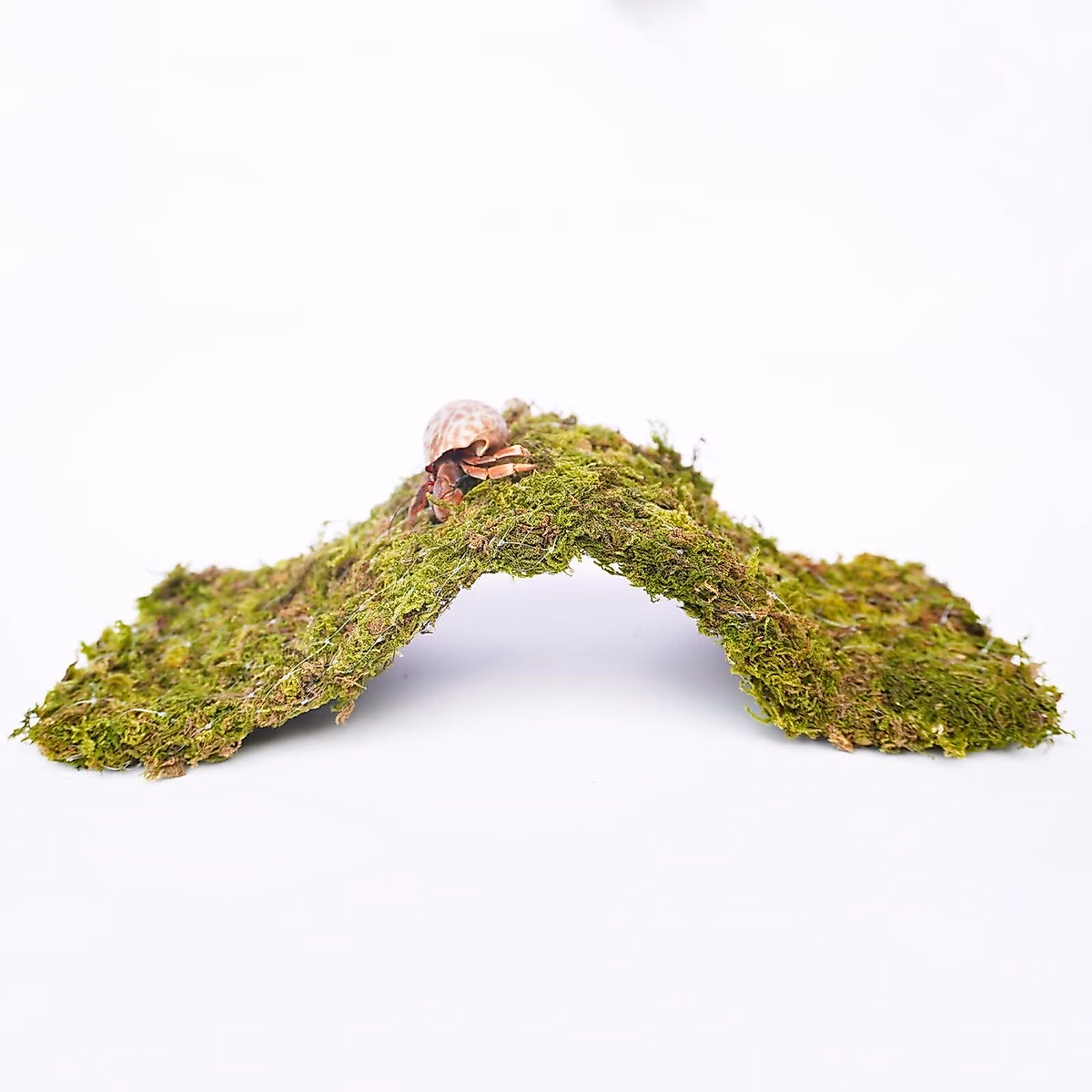 Begeterday Hermit Crab Climbing Toys, 13.5 inch Bendable Climbing Bridge, Ideal Hermit Crab Supplies for 10 Gallon Hermit Crab Tank