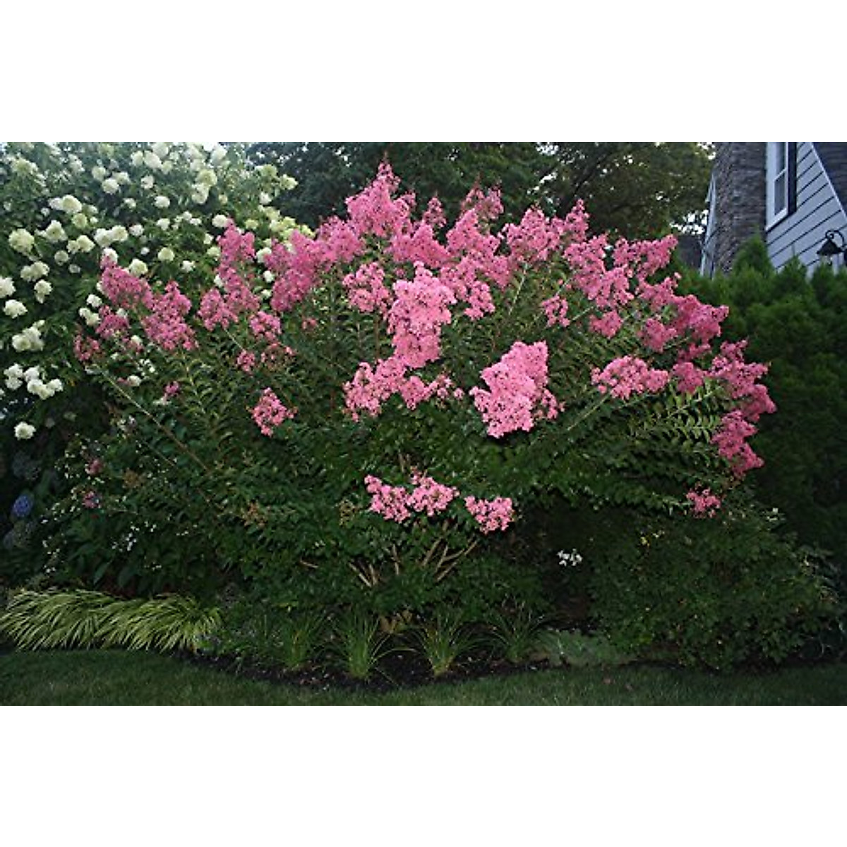 Large HOPI Crape Myrtle, 2-4ft Tall When Shipped, Matures 8-10ft, 1 Tree, Beautiful Bright Pink, (Shipped Well Rooted in Pots with Soil)