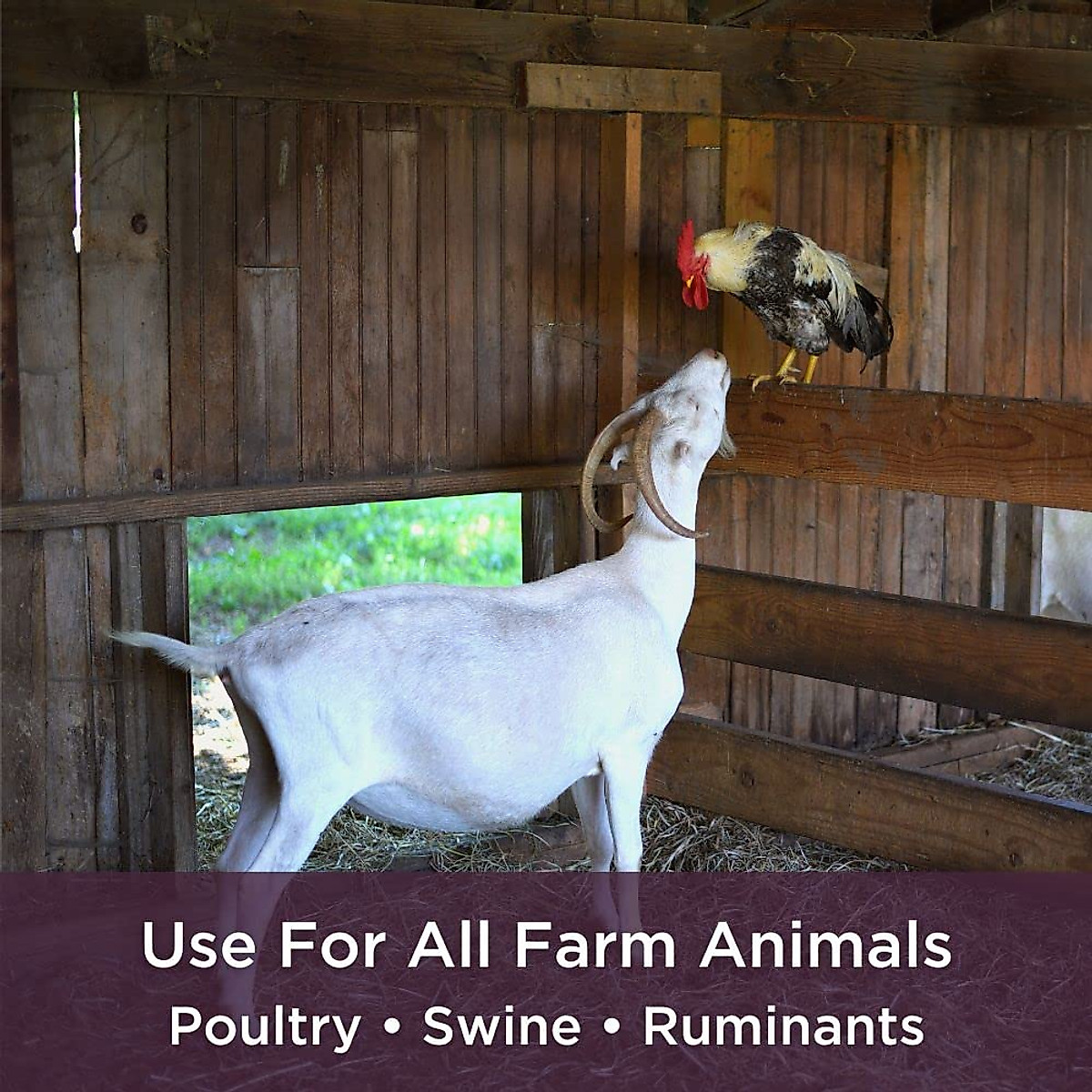 Dr. Connie's Probiotic + Electrolyte for Farm Animals | Supplement to Support A Healthy Gut | Veterinarian Formulated