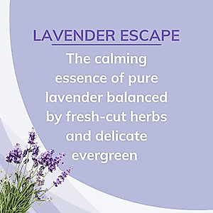 Citrus Magic Odor Absorbing Solid Air Freshener, Lavender Escape, 8-Ounce, 8 Ounce (Pack of 3), 3 Count