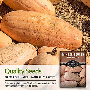 Survival Garden Seeds - Pink Banana Winter Squash Seed for Planting - Pack with Instructions to Plant and Grow Unique Winter Vegetables in Your Home Vegetable Garden - Non-GMO Heirloom Variety