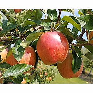 TriStar Plants - Gala Apple Tree - 1 Gallon - No Ship California, Healthy Established Roots, Semi Dwarf Apple Tree, Dwarf Gala Apple Tree, Small Apple Tree, Easy Care Orchard
