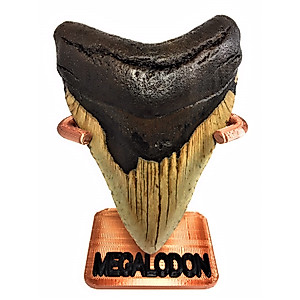 Deep Sea Fossils Exact Tooth - Genuine One-of-a-Kind Prehistoric Fossilized Megalodon Shark with a Custom 3D-Printed Stand and Glossy 8-1/2inches x 11inches Certificate of Authenticity (4.958inches)