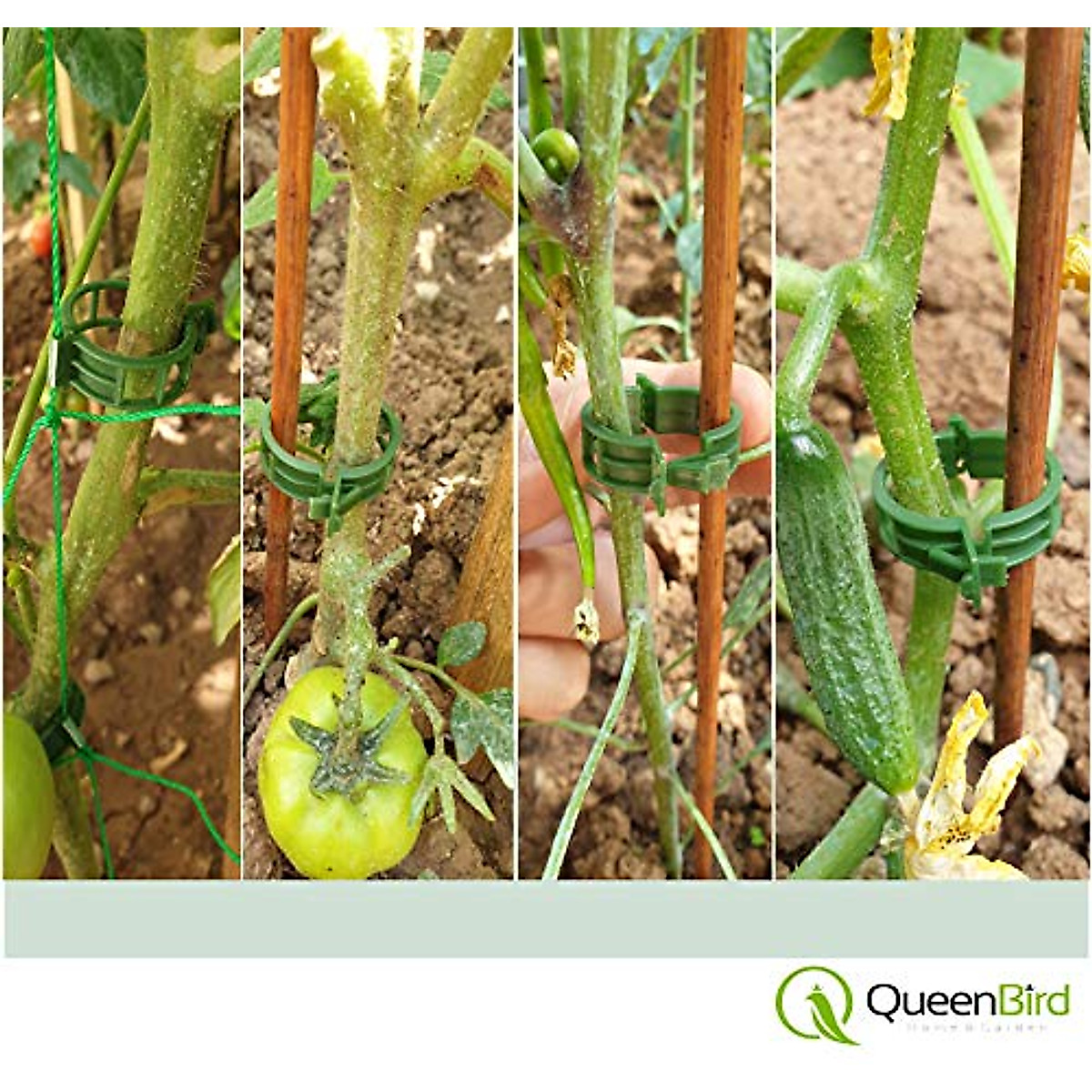 QueenBird Plant Clips - 200 PCS - Green - Garden Clips for Tomato and Other Vine Plants - Trellis Clips - Tomato Plant Support - Upright and Healthier Grow