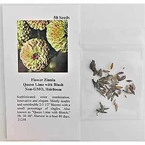 David's Garden Seeds Flower Zinnia Queeny Lime with Blush 4357 (Multi) 50 Non-GMO, Heirloom Seeds