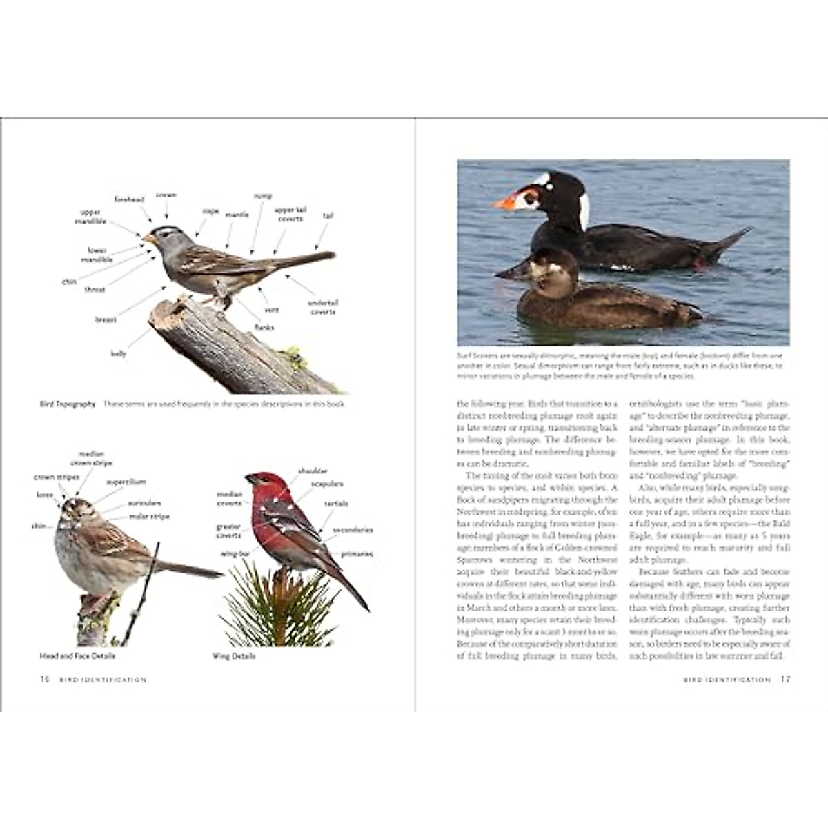Birds of the Pacific Northwest (A Timber Press Field Guide)