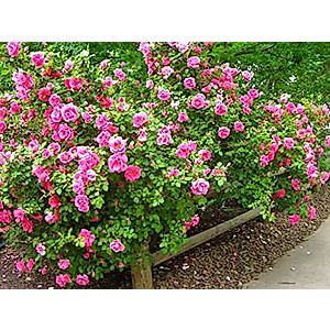 30 Seeds-Pink Wonder Shrub Rose Seeds