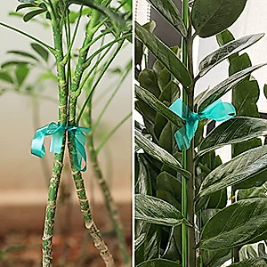 KINGLAKE GARDEN Stretch Tie Tape Roll-4 Rolls Total 600 Feet 1/2" Green Garden Tape,Plant Ribbons Plant Garden Tie for Branches, Climbing Planters, Flowers