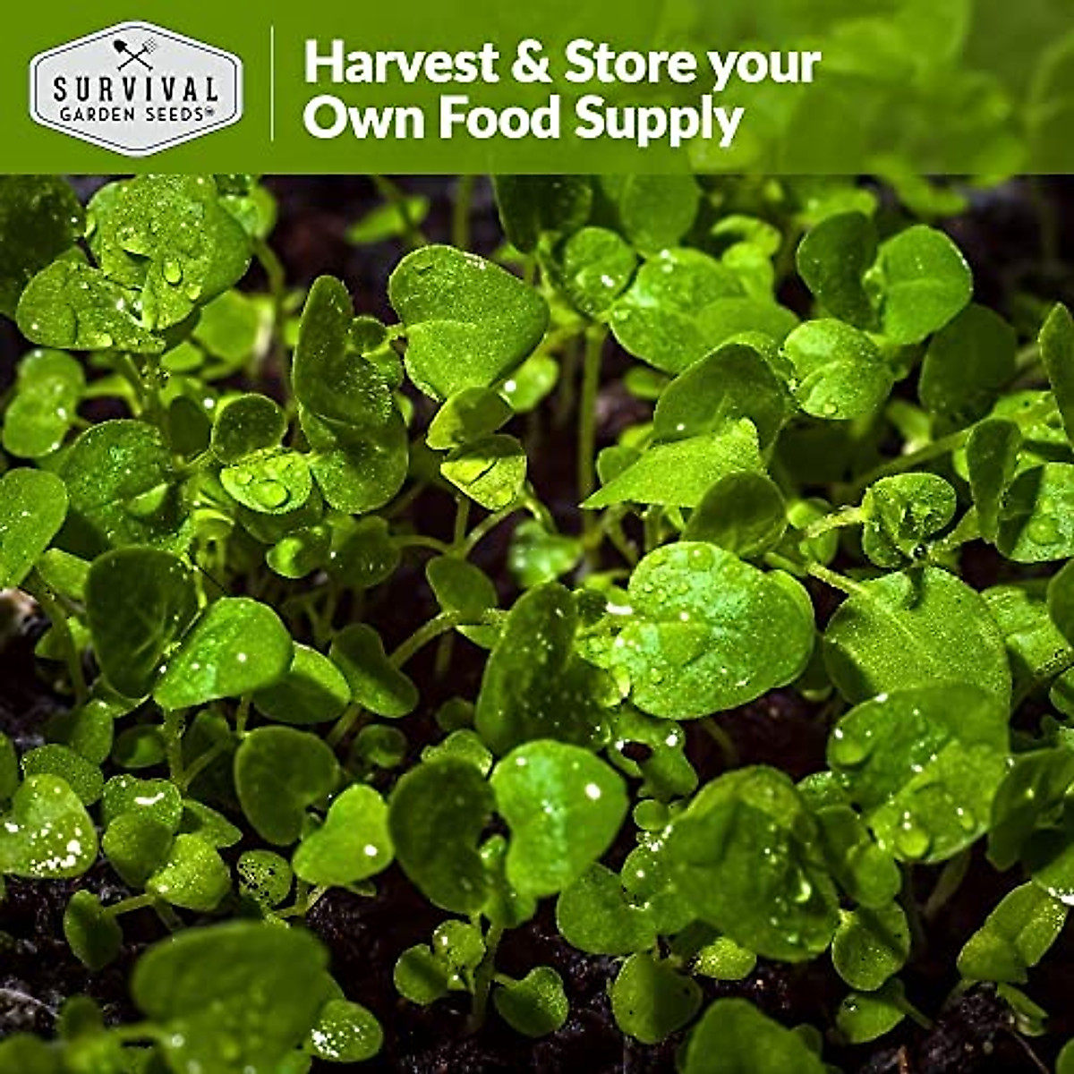 Survival Garden Seeds - Watercress Seed for Planting - Packet with Instructions to Plant and Grow Nasturtium officinale in Your Home Vegetable Garden - Delicious Superfood Non-GMO Heirloom Variety