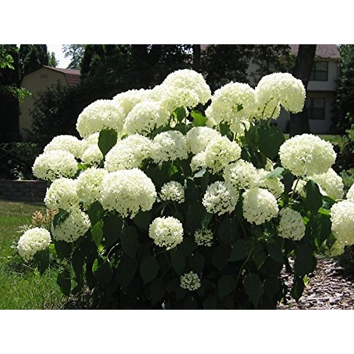 1 Old Fashion Snowball Viburnum (Viburnum opulus roseum)
