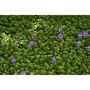 Three (3) Premium Water Hyacinth Floating Aquatic Live Tropical Plants