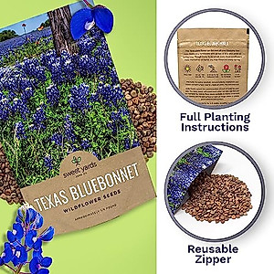 Texas Bluebonnet Wildflower Seeds - Bulk 1/4 Pound Bag - Over 4,000 Native Seeds - Texas State Flower!