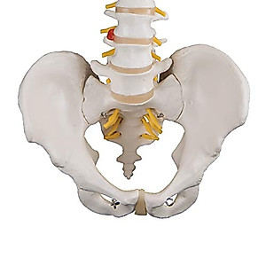 3B Scientific A58/1 Classic Flexible Spine male - 3B Smart Anatomy