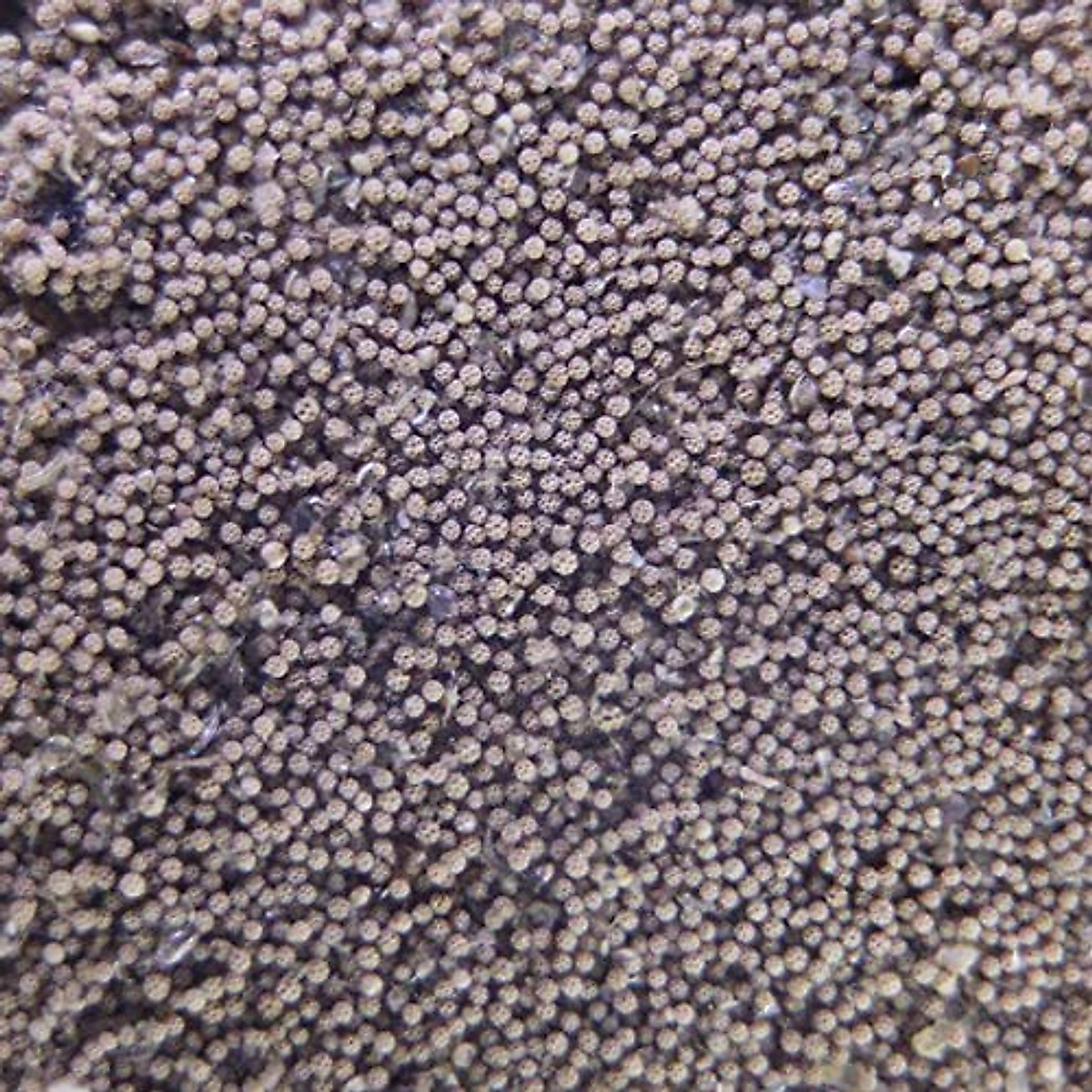 GREEN WATER FARM Fairy Shrimp Thailandensis Eggs Live Fish Food for Hatching and Culture Suitable for Feed Betta Fish