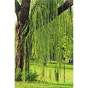 4 Bright Green Weeping Willow Cuttings, Grow 4 Trees - Wisconsin Weeping Willow Root Stock -