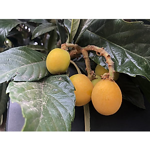 2 Packages of Loquat Fruit Eriobotrya Japonica Seeds - 5 Seeds Per Package