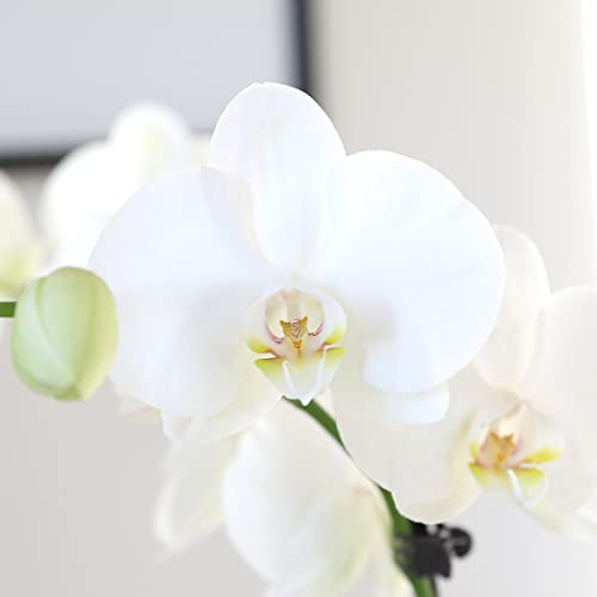 Just Add Ice JA5185 White Orchid in Matte Pink Pottery - Live Indoor Plant, Long-Lasting Flowers, Pink Décor, Easy Care, Gift for Mother's Day, Anniversay, Valentine's Day - 5" Diameter, 25" Tall