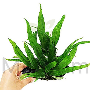 Mainam Java Fern Planted on Driftwood Microsorum Pteropus Freshwater Easy Low Light Live Aquarium Plant Decorations 3 Days Guarantee