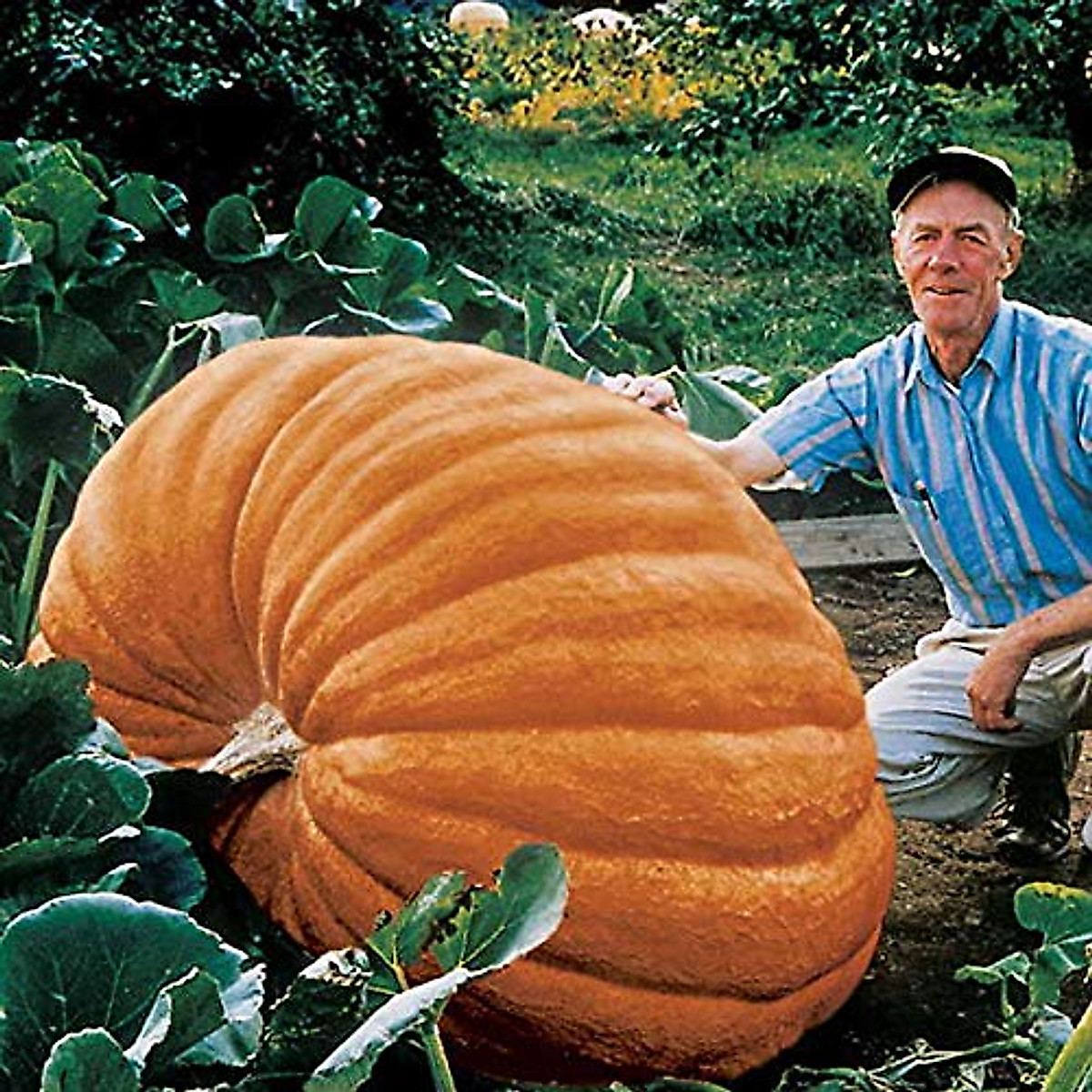 Biggest Pumpkin in The World | 10 Seeds | Grow Atlantic Giant Pumpkins