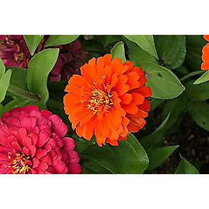 Dahlia Flowered Zinnia Mix Flower Seeds for Planting, 500+ Heirloom Flower Seeds Per Packet, (Isla's Garden Seeds), Non GMO Seeds, Scientific Name: Zinnia elegans, Great Home Garden Gift