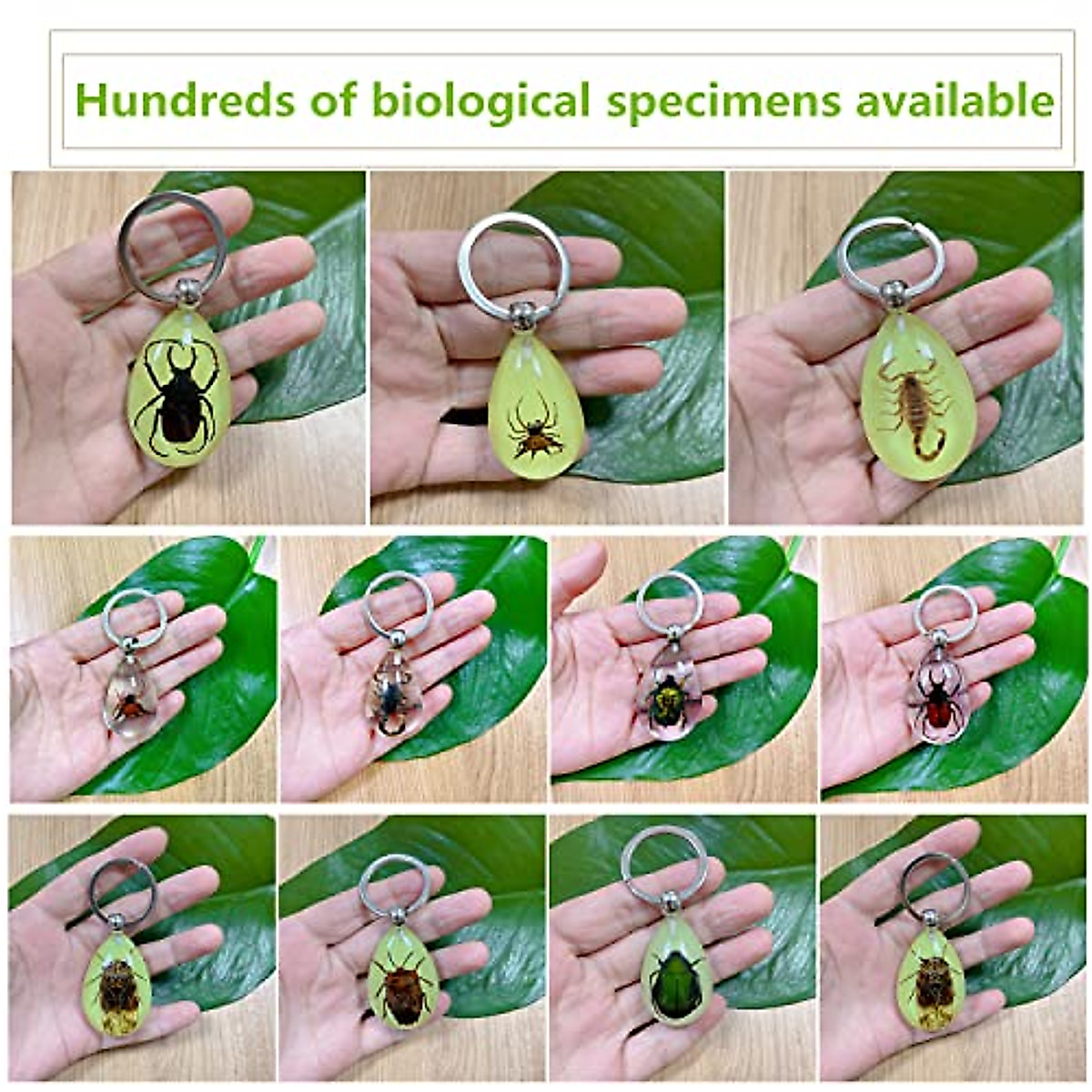 QTMY 6 Pack Insect in Resin Specimen Collection Paperweights Keychain,Christmas for Men Women Biology Science Teacher Education,Mystery Box (3)