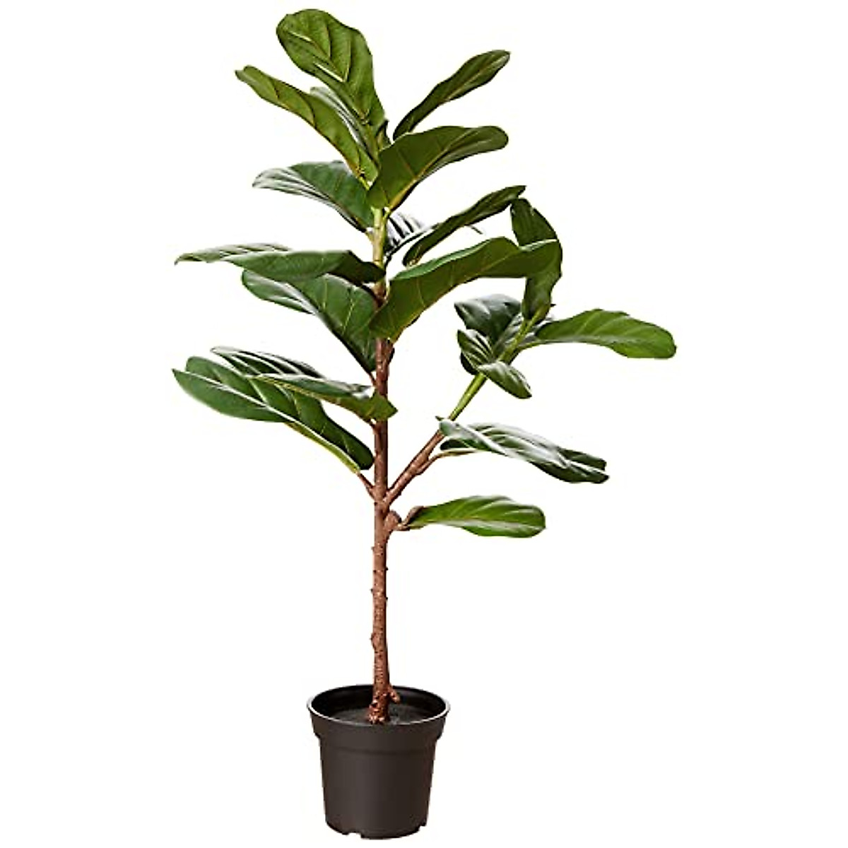 Amazon Brand - Stone & Beam Artificial Fiddle Leaf Fig Tree with Plastic Nursery Pot, 2.6 Feet (32 Inches) / Small, Indoor