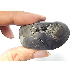 phoenix888 Surya Laxmi Maha Vishnu Buddha Dev Shaligram