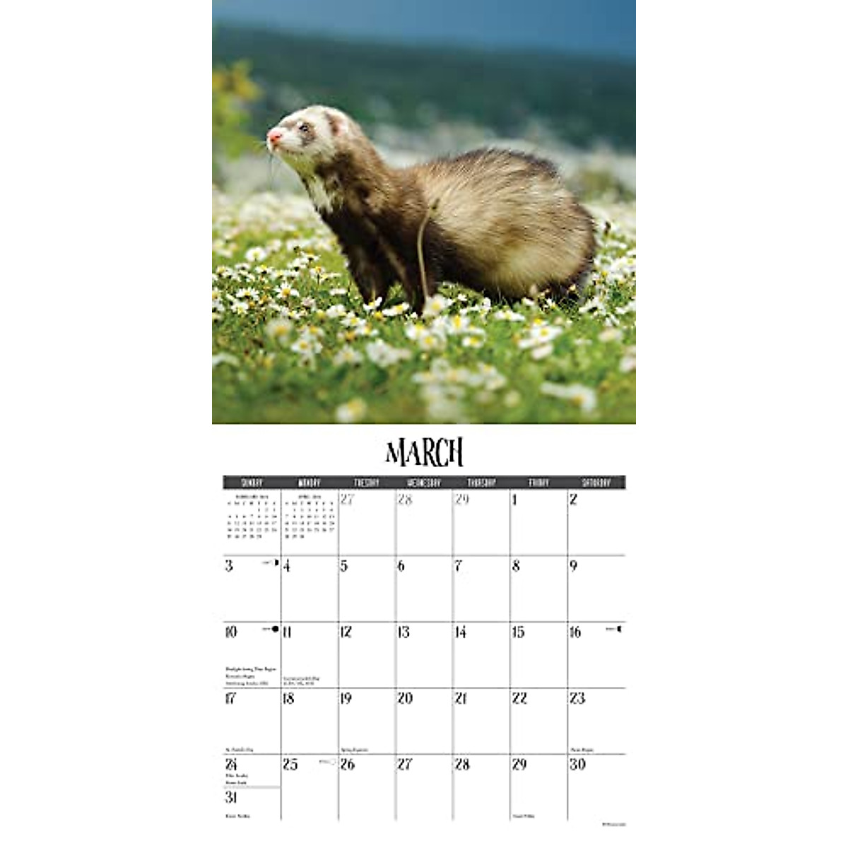 Willow Creek Press Ferrets Monthly 2024 Wall Calendar (12" x 12")