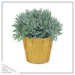 Live Aromatic and Healthy Herb - Lavender, Improves Sleep Quality, Wrapped in Deco Cover, 14" Tall by 6" Wide in 1.25 Quart Pot
