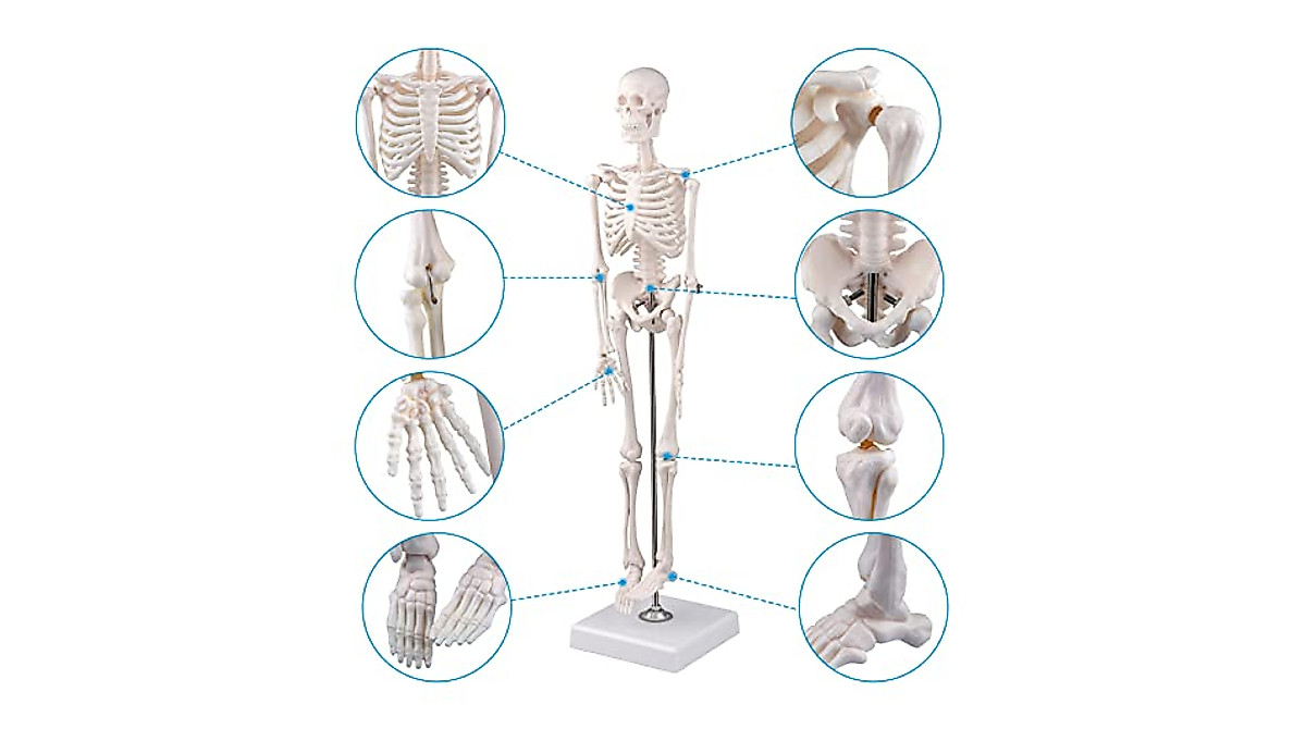 Ultrassist Mini Human Skeleton Model, 17” Portable Skeleton Bone Model ...
