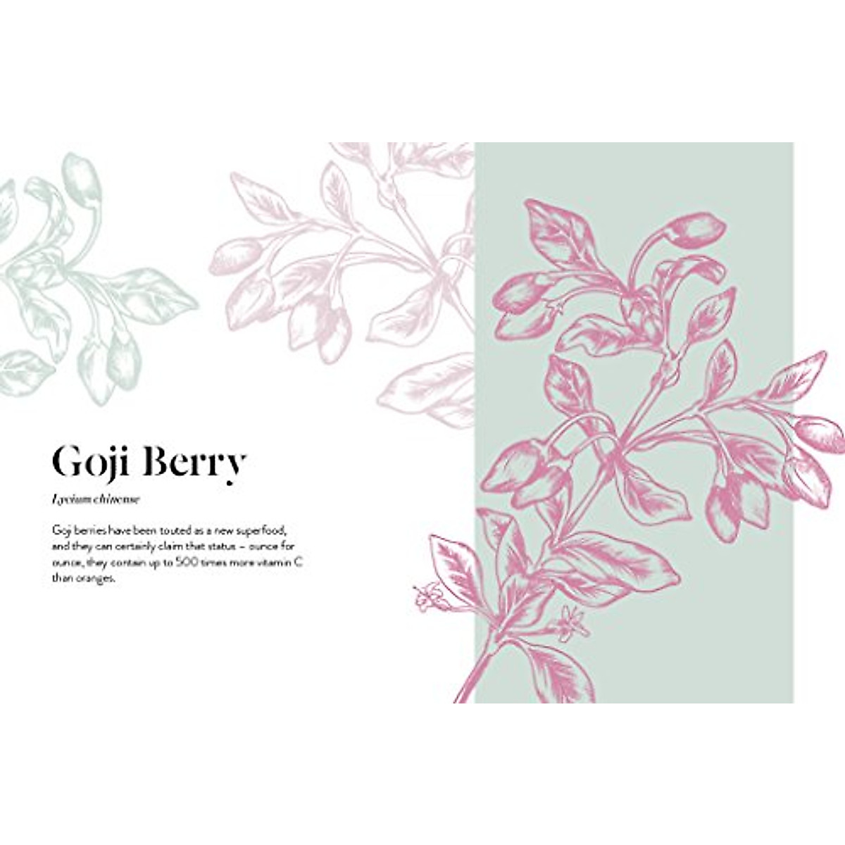 Adaptogens: Harness the power of superherbs to reduce stress & restore calm