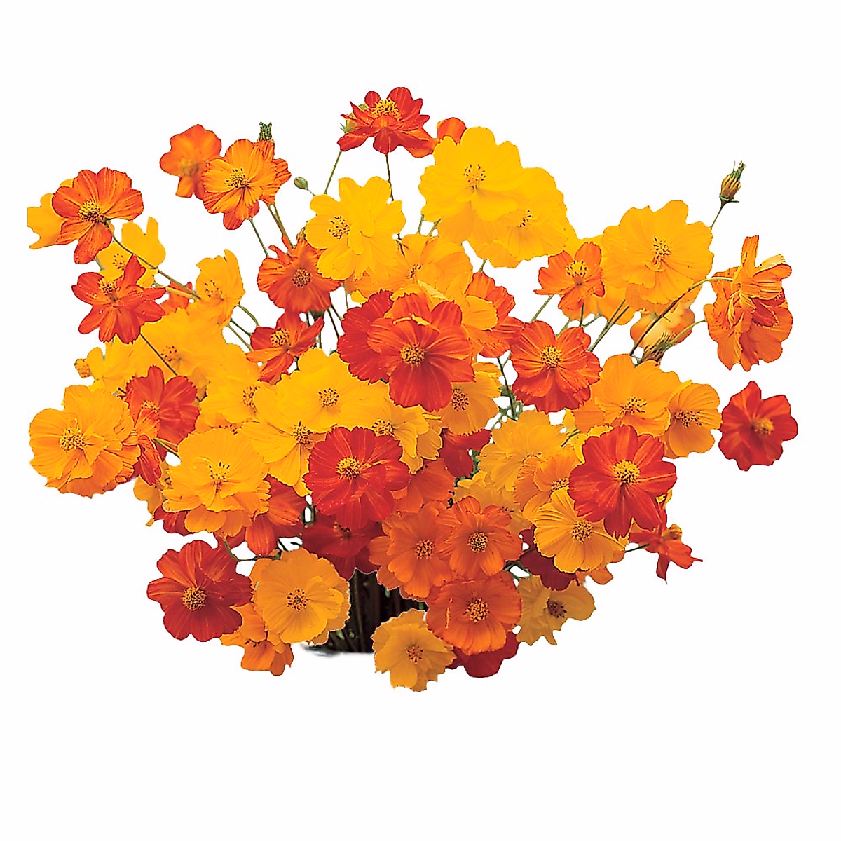 Burpee Bright Lights Mixed Colors Cosmos Seeds 300 seeds