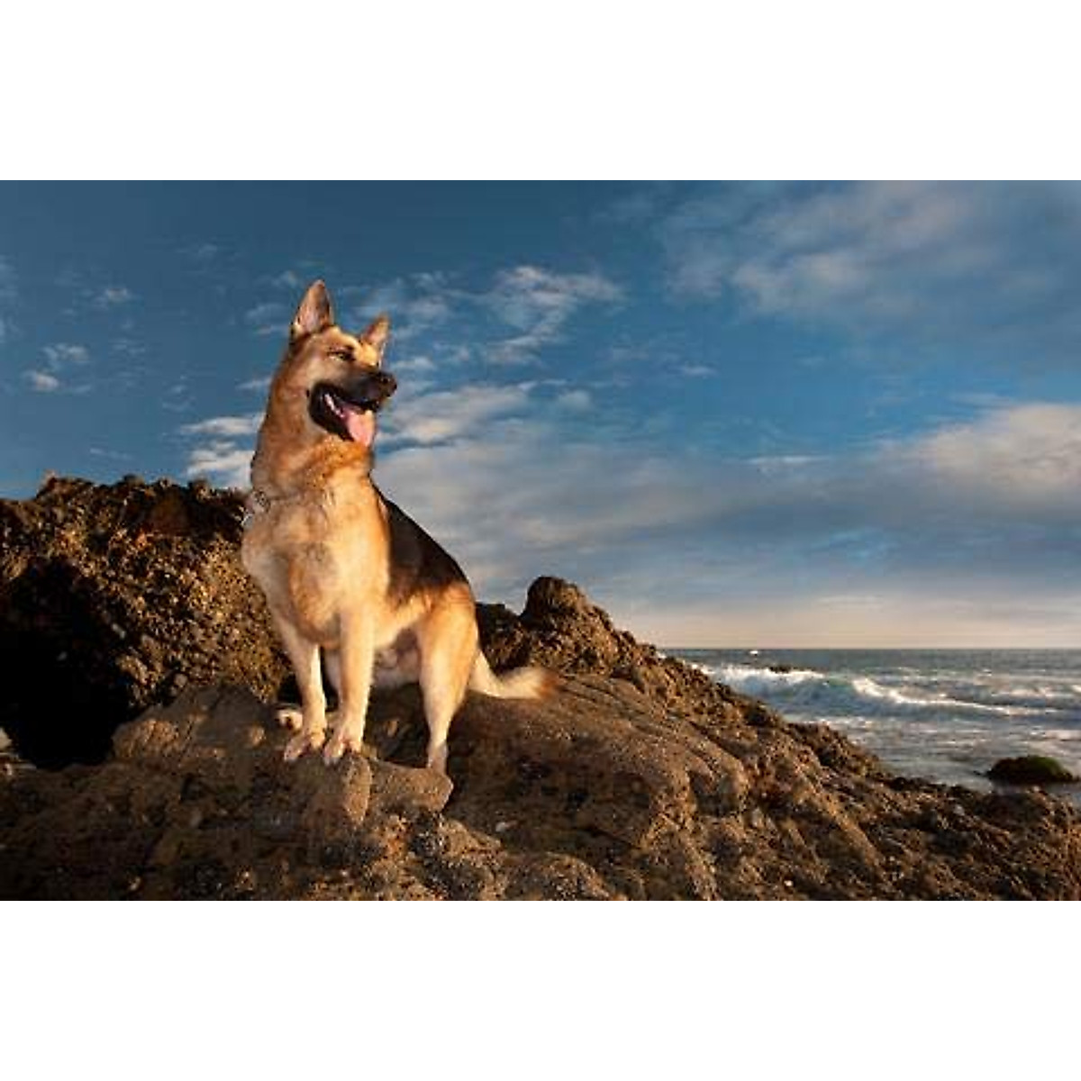 I LOVE MY PETS LLC Dog Skin and Coat - Omega 3 Fish Oil for Dogs - Advanced Premium Quality - Dog Omega Oil - 180 Softgels (1 Bottle)