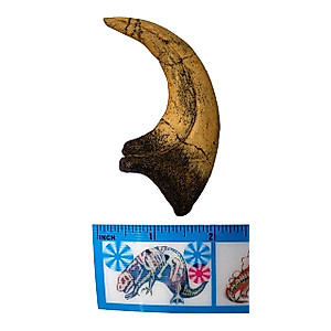 Deinonychus Raptor Dinosaur Claw Replica - Museum Quality Cast Fossil Specimen