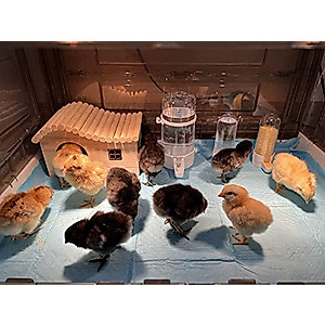 HKDQ Chick Brooder,Brooder Box for Chicks,Brooder Heater Warms up to 20 Chicks,with Pet Pee Pad(55L)