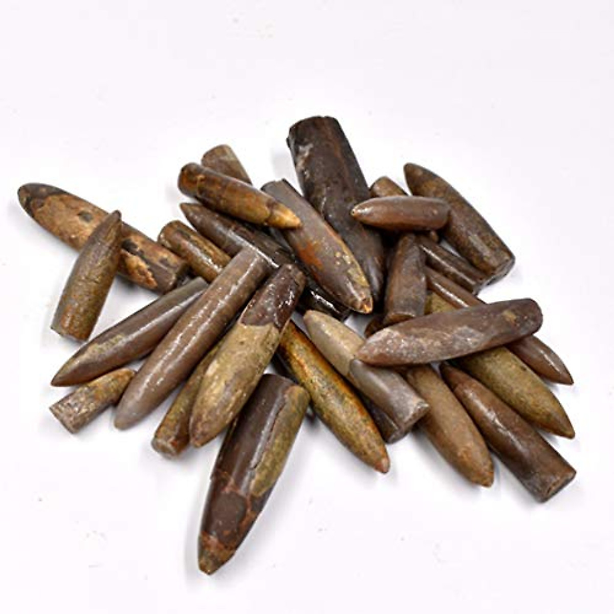 iplusmile 10pcs Paleontology Belemnite Fossil Specimen Science Ornament Laboratory Supply