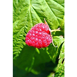 300 Pcs+ Red Raspberry Seeds - Organic Raspberry Friut Seeds for Planting Home Garden/Outdoor
