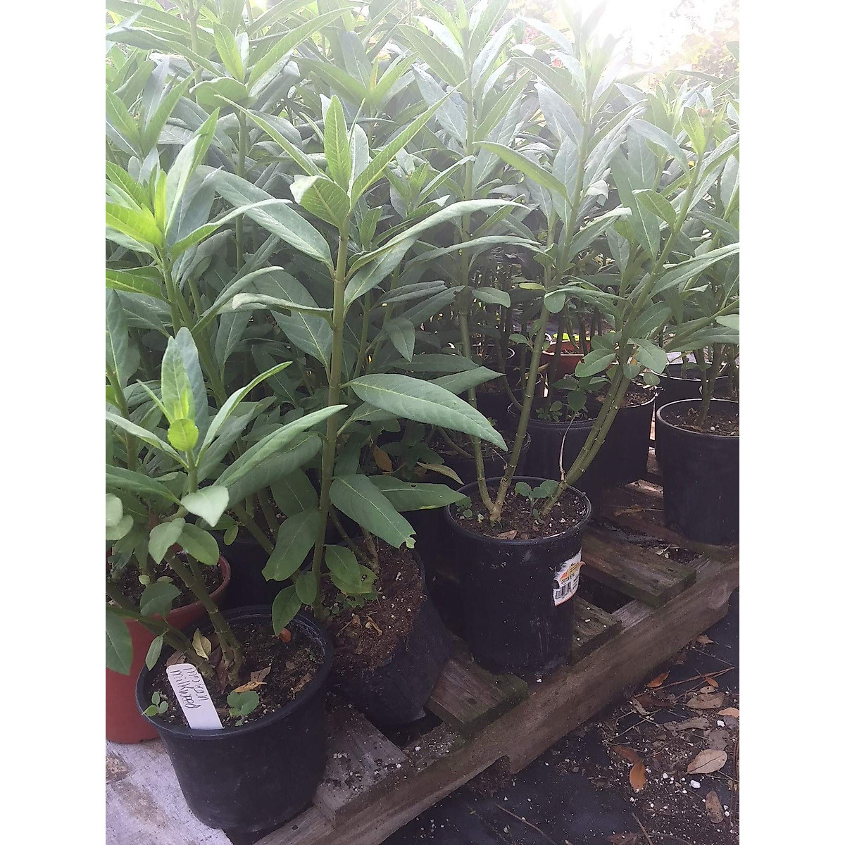 EDUCATIONAL SCIENCE WE ENABLE DISCOVERY Milkweed Plant, Asclepias ssp., Host plant for Monarch butterfly, BF100A