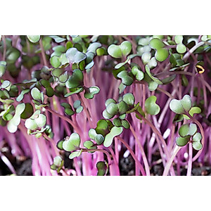 Small Radishing Collection- (1) 50pk Daikon Radish, (1) 50pk Cherry Belle Radish, (1) 50pk Sparkler White Tip Radish and (1) 50pk Rambo Radish