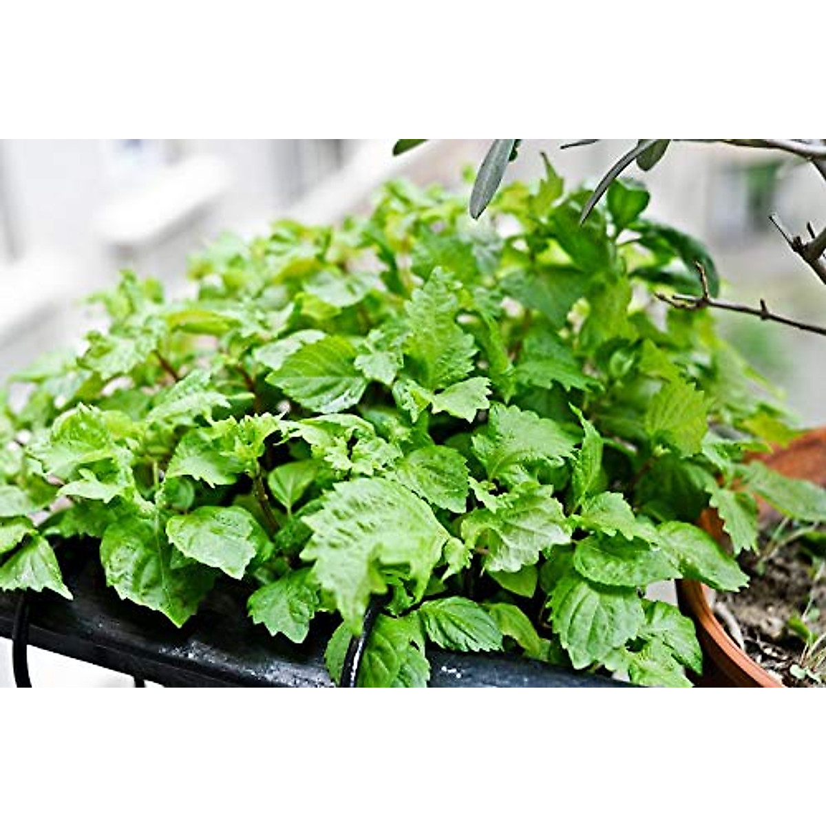 Gaea's Blessing Seeds - Green Shiso Seeds (Perilla), Heirloom Non-GMO Seeds with Easy to Follow Planting Instructions, Kaori Ao Shiso, Open-Pollinated, 94% Germination Rate