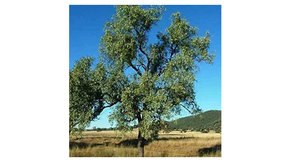 CHUXAY GARDEN Santalum Album Seed,Indian Sandalwood 10 Seeds Exotic ...