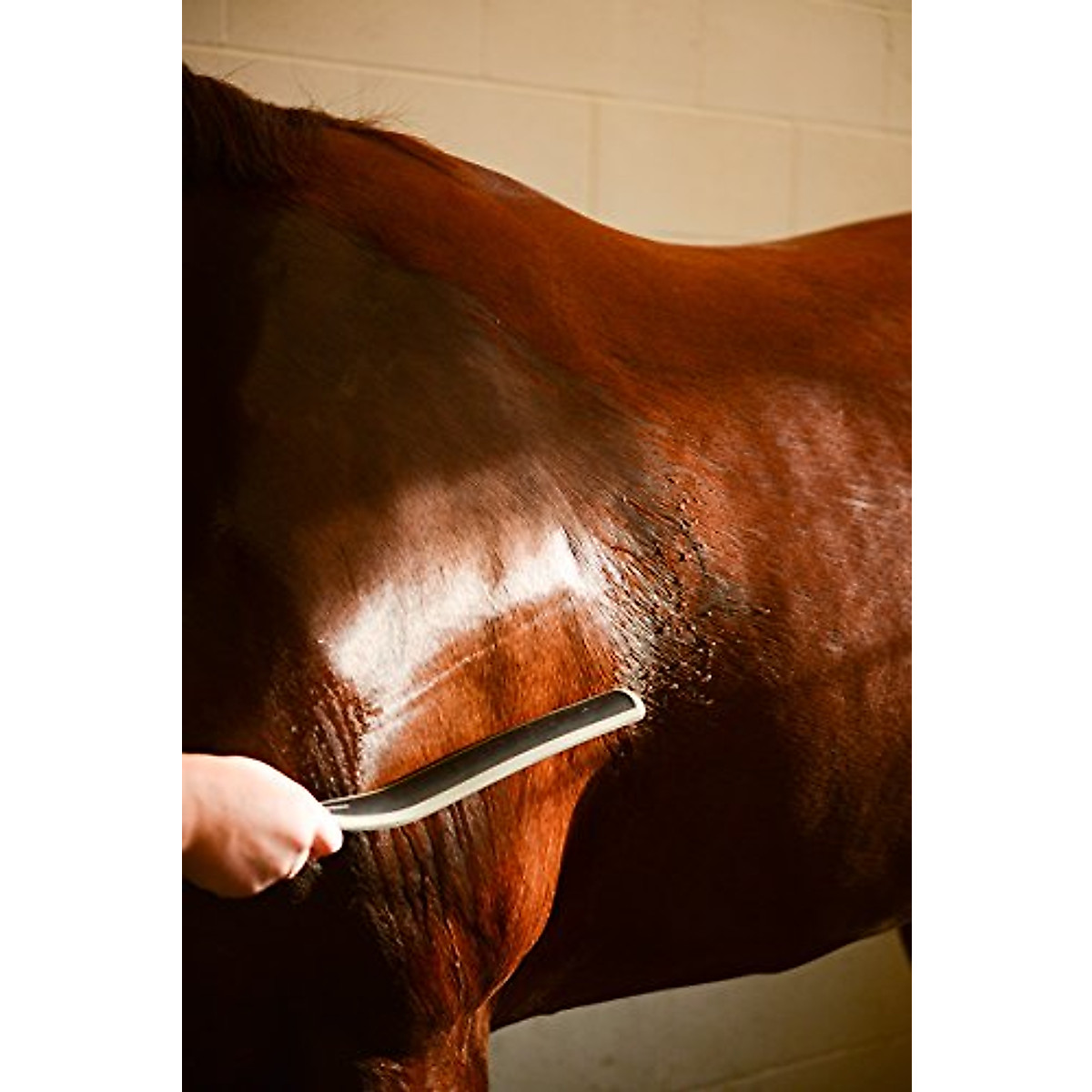 WAHL Professional Animal Equine Grooming Sweat Scraper Horse Tool, Black (858713)