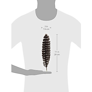 Incense Garden Grade A Barred Turkey Smudging Feather (no Stains, cuts, Pieces Missing)